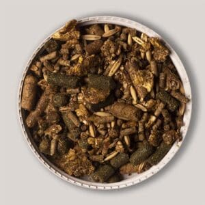 Pygmy Goat Mix - Bearts of Stowbridge